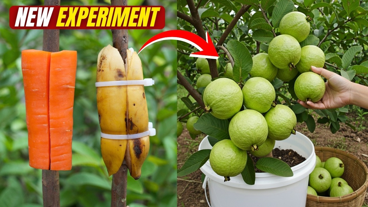 🌿New Experiment: Which material is best for propagating guava plants!😮 ...