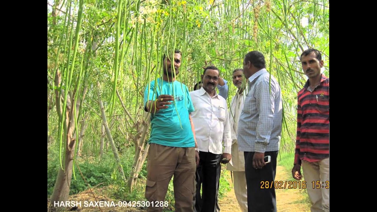 Visit to Drumstick farm in Nasik District...... - YouTube