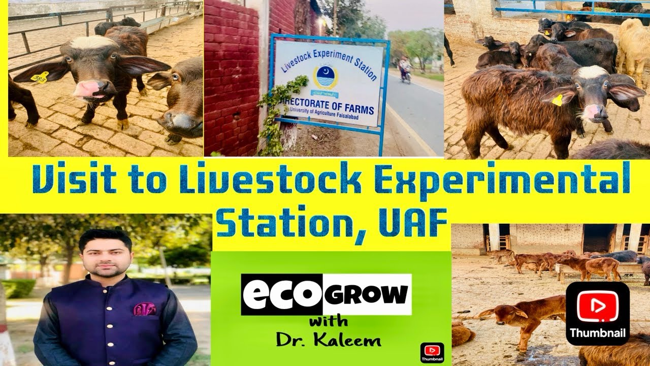 Cow Milk Extraction at University (How to Extract Milk from Cows) - YouTube