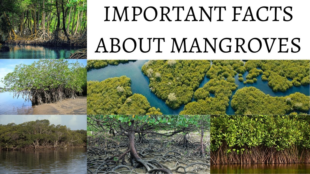 What are MANGROVES ? Formation, Significance, Threats I Mangroves for ...
