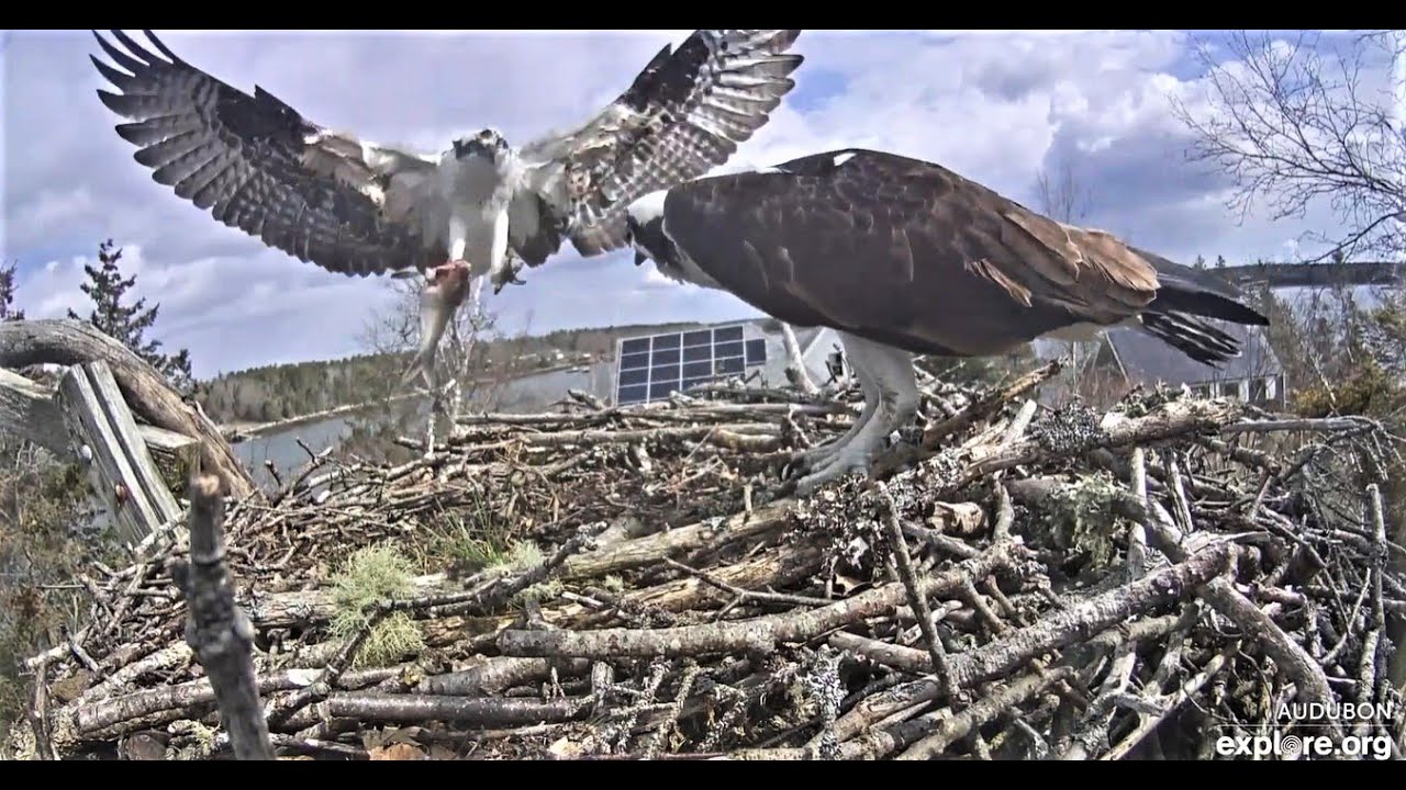 Ravenous girl finally gets a fish and chows down fast at Hog Island ...