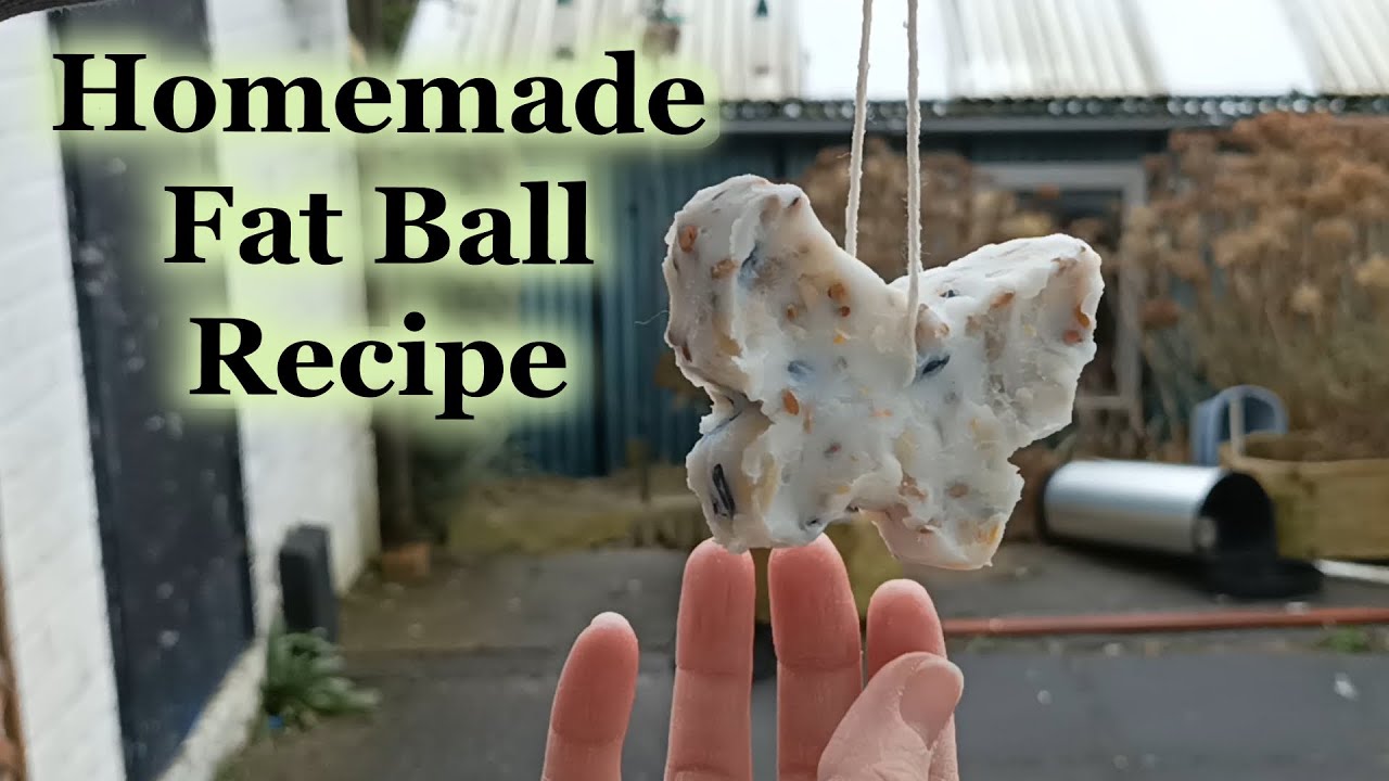 How to make fat balls that attract birds to your garden | UK Gardening ...