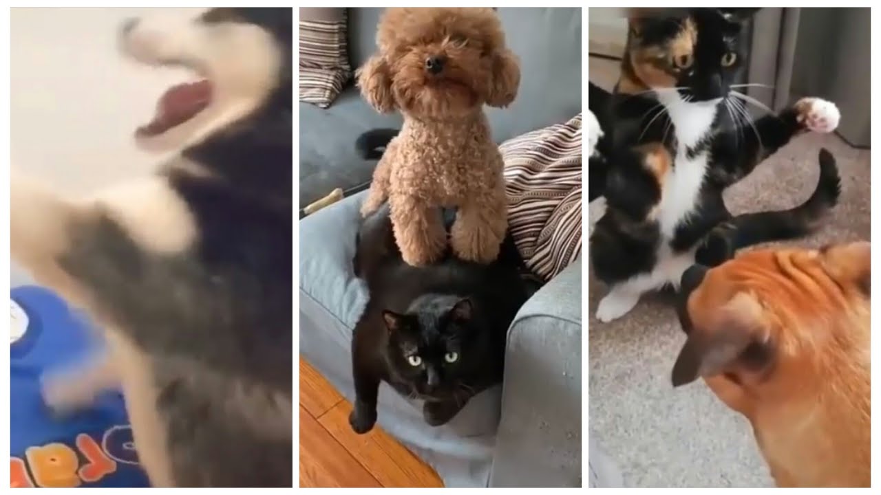 Omg! Funny cats and dogs compilation _ ffy _ 2020 - YouTube
