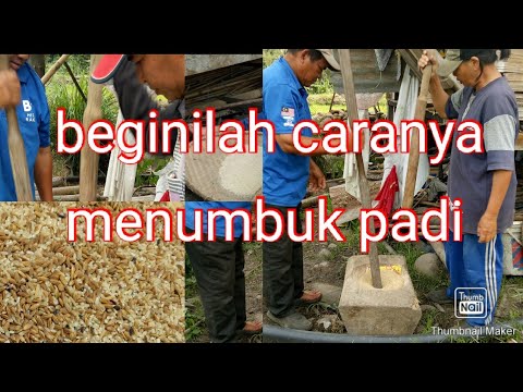 proses penghasilan beras cara tradisional. //menumbuk dan menampi padi ...