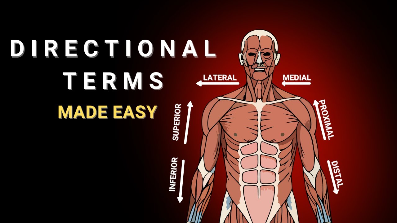 Anatomical Directional Terms Made Easy | Superior • Inferior • Medial ...