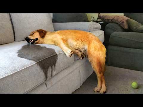 Funniest Animals Falling Asleep 😂 Try Not to Laugh