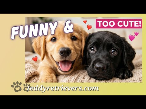 🐻 Bu Retriever kırması sizi güldürecek, ağlatacak ve bir köpek yavrusu istemenizi sağlayacak.💕