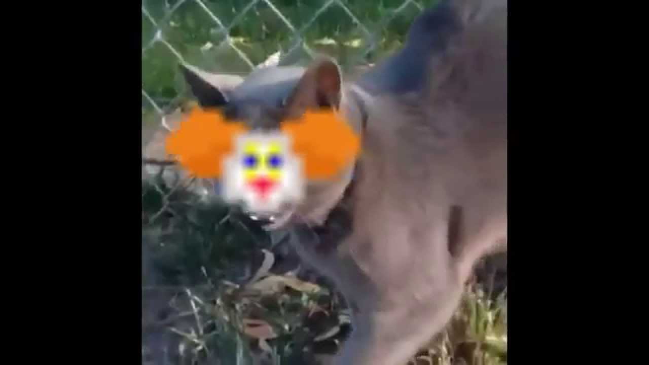 Honking Kitty - YouTube