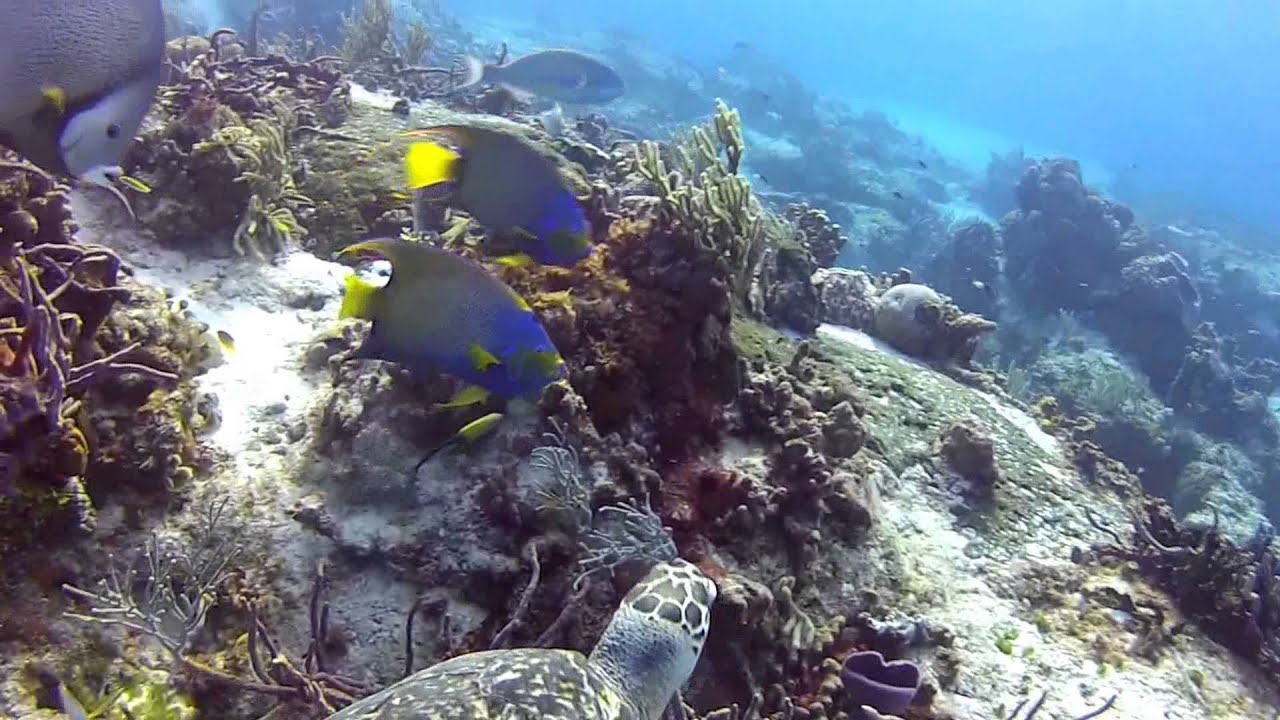 Sea Turtle Eating With Angel Fish! - YouTube