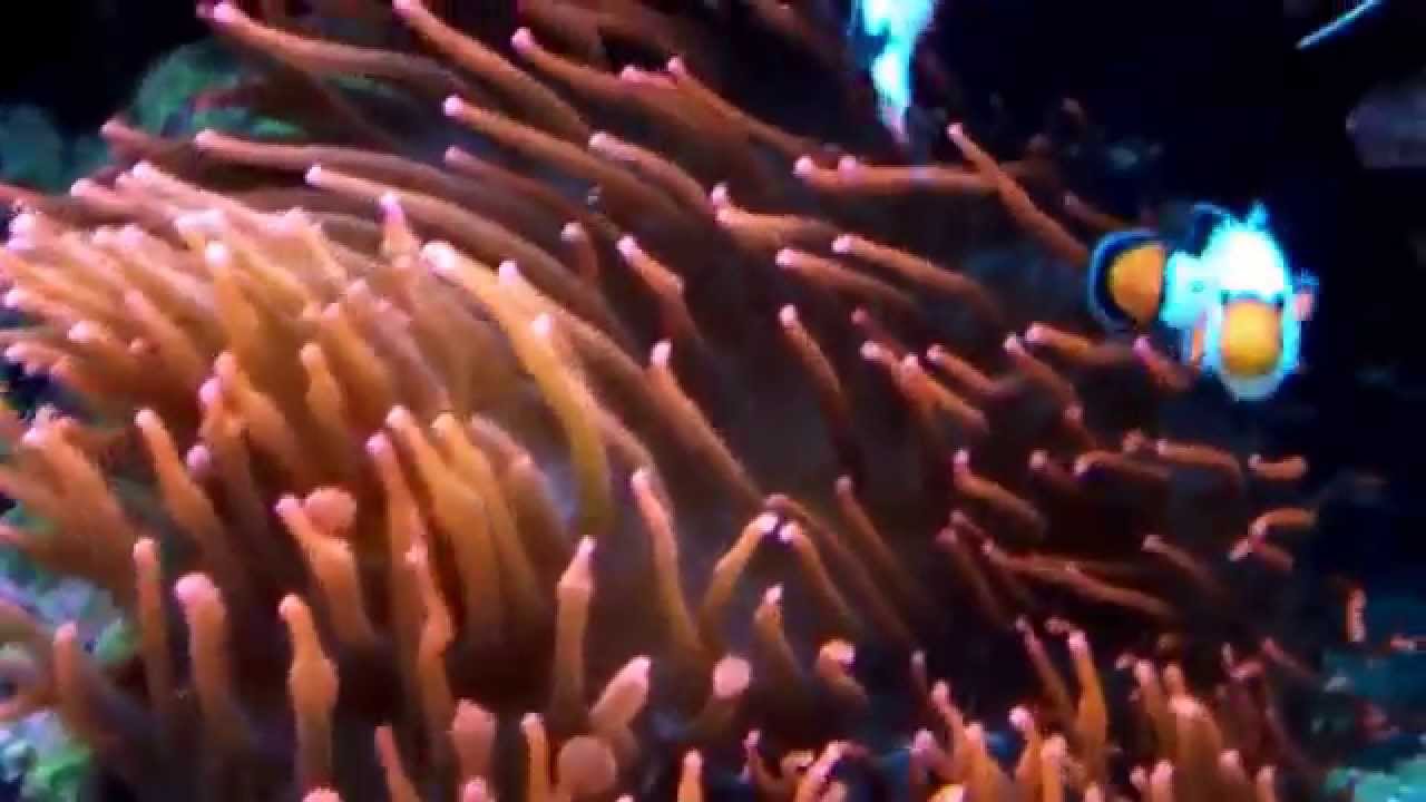 Frozen Frostbite Clown Fish Hosting an RBTA - YouTube