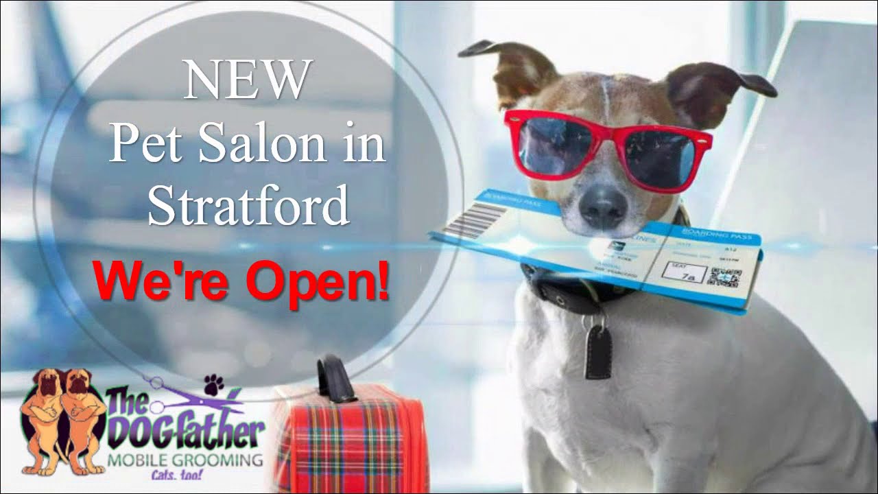 Dogfather Mobile Grooming | New Pet Salon in Stratford, CT - YouTube