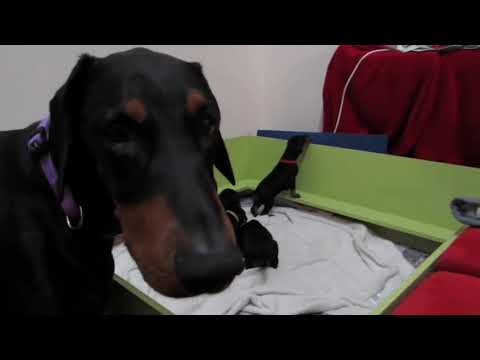 Cuantos cachorros puede tener un doberman?