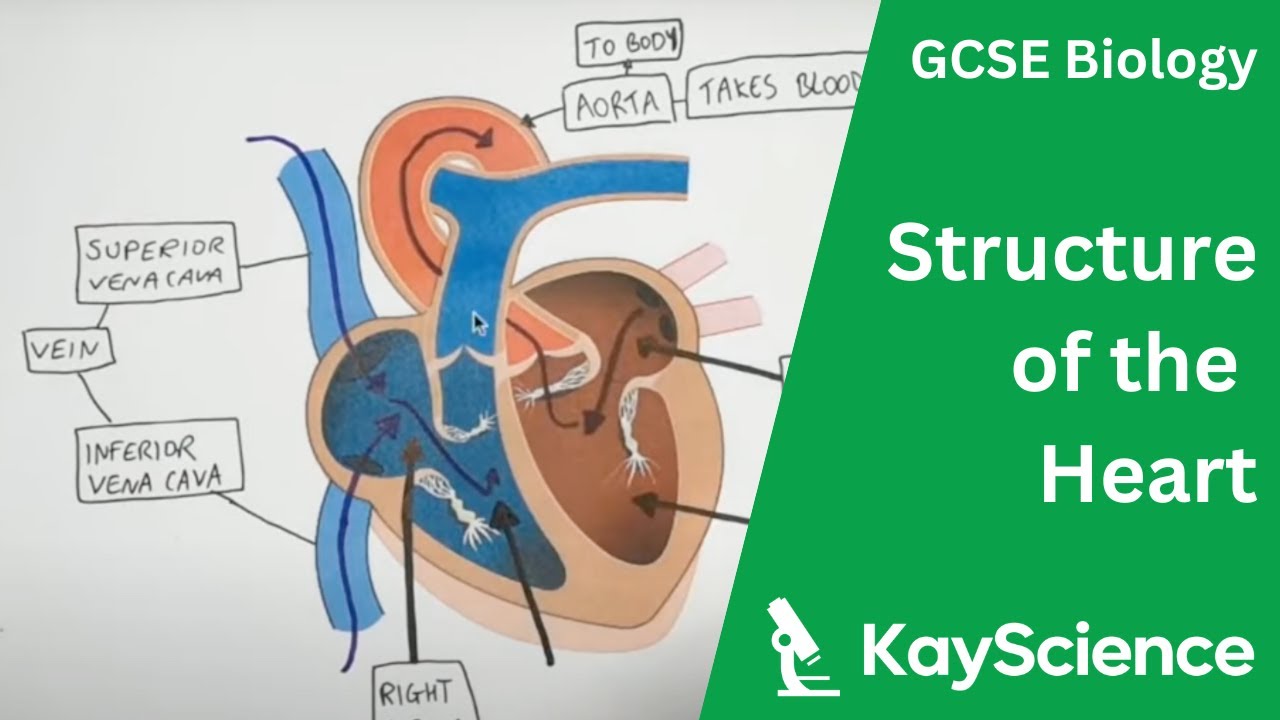 The Structure of the Heart - KayScience Exam Topic Walkthrough - GCSE ...