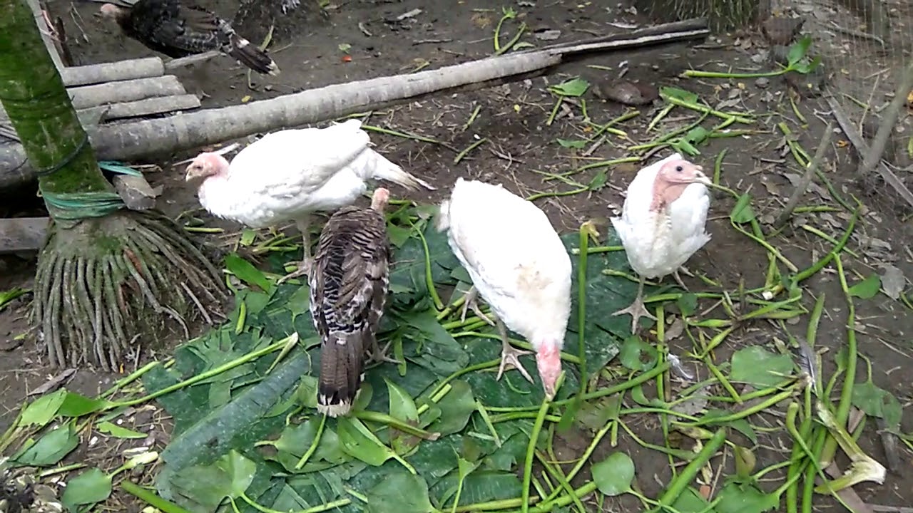 4 months age Turkey Bird - YouTube