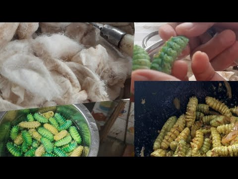 silkworm recipe in my style 😋delicious 😋 /OFamilyVlogs/Dailyvlogs - YouTube