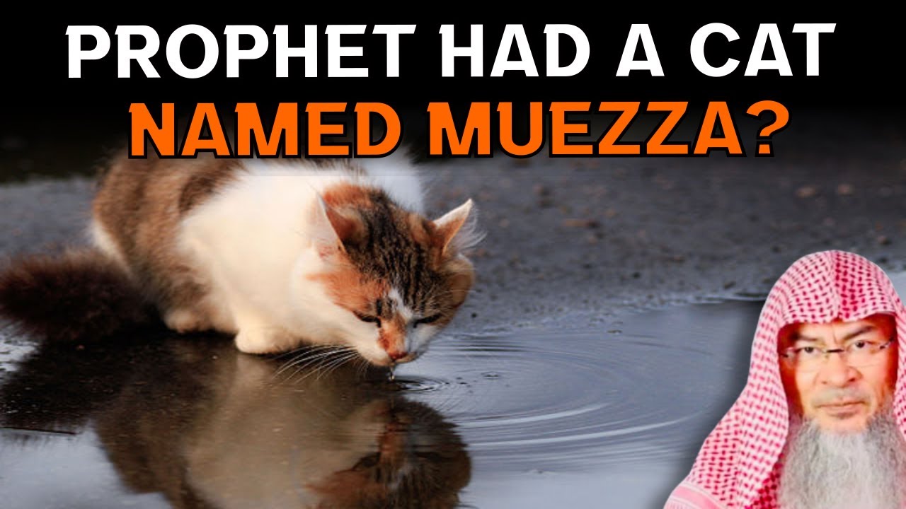 Is Keeping Cats Sunnah & did the Prophet ﷺ have a Cat named Muezza ...