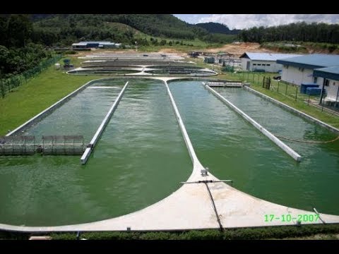 DXN Spirulina Farm in Malaysia 360p - YouTube