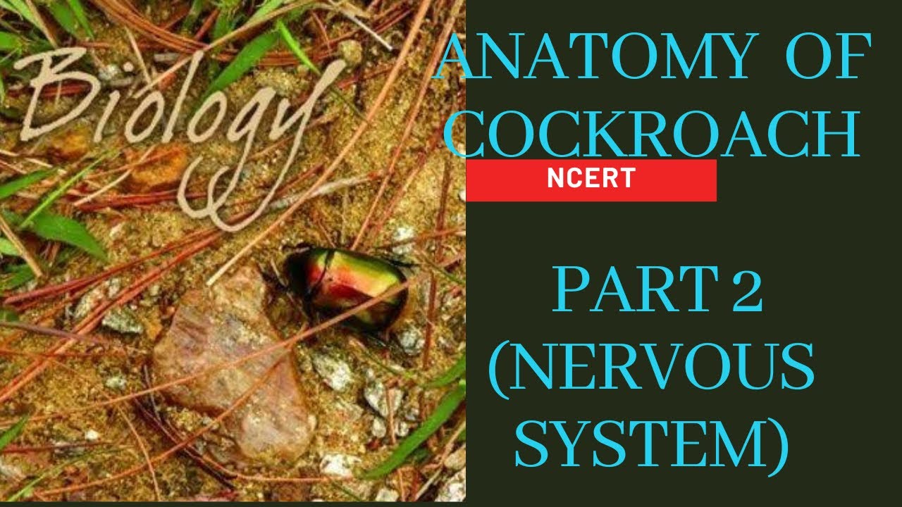 NCERTBIOLOGY CLASS 11 NERVOUS SYTEM OF COCKROACH, - YouTube