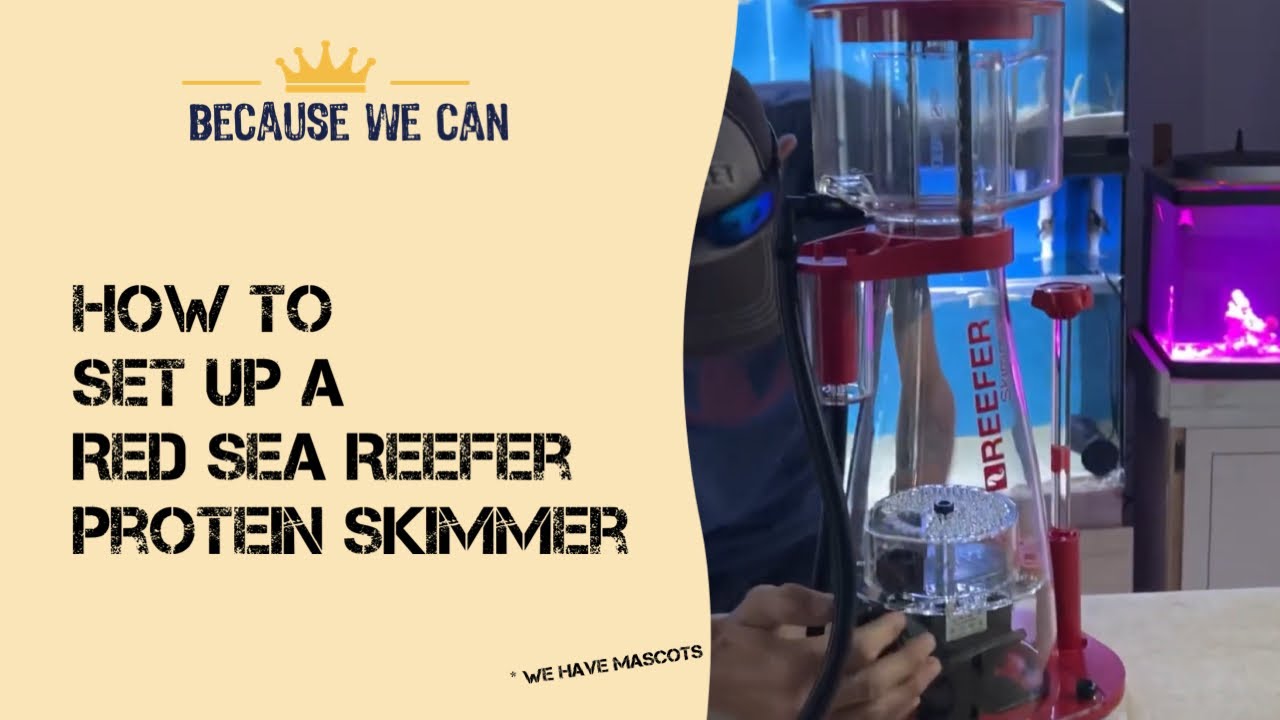 How to setup a a Red Sea reefer protein skimmer - YouTube