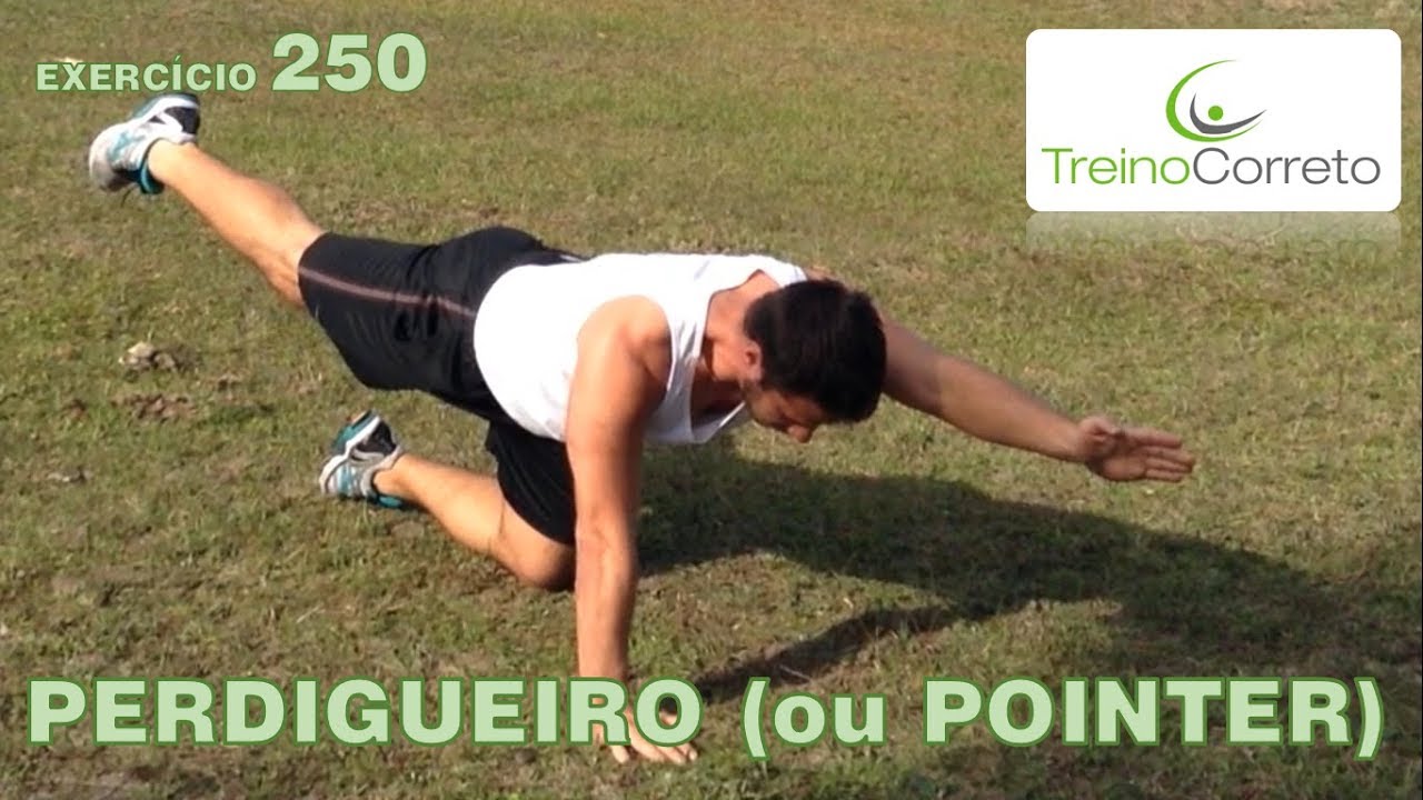250. Perdigueiro - Treino Correto - YouTube