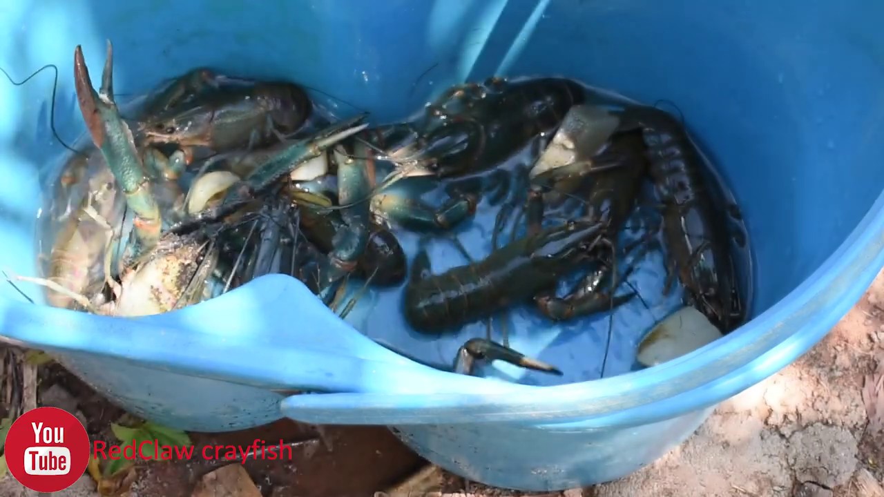 How to Shrimp farming methods RedClaw Crayfish - YouTube