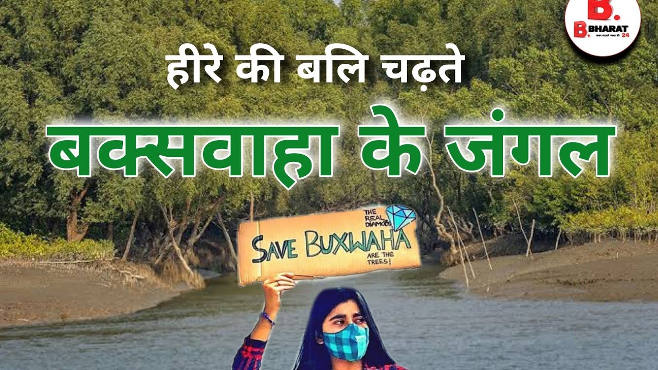 Madhya Pradesh: Buxwaha Forest - हीरे की बलि चढ़ते "बक्स्वाहा के जंगल ...
