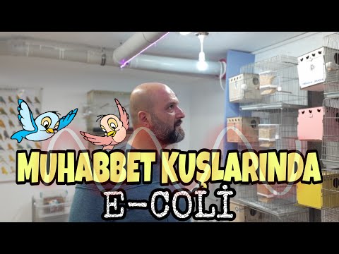 MUHABBET KUŞU E-COLİ // E-COLİ NEDİR ?
