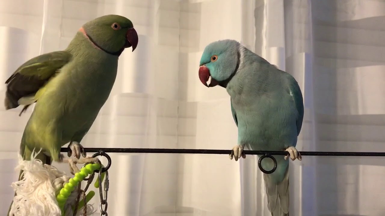 Parrot Brothers - YouTube