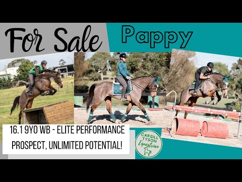 Pappy for sale - 9yo 16.1 WB Elite performance horse prospect, unlimited potential -versatile + fun!