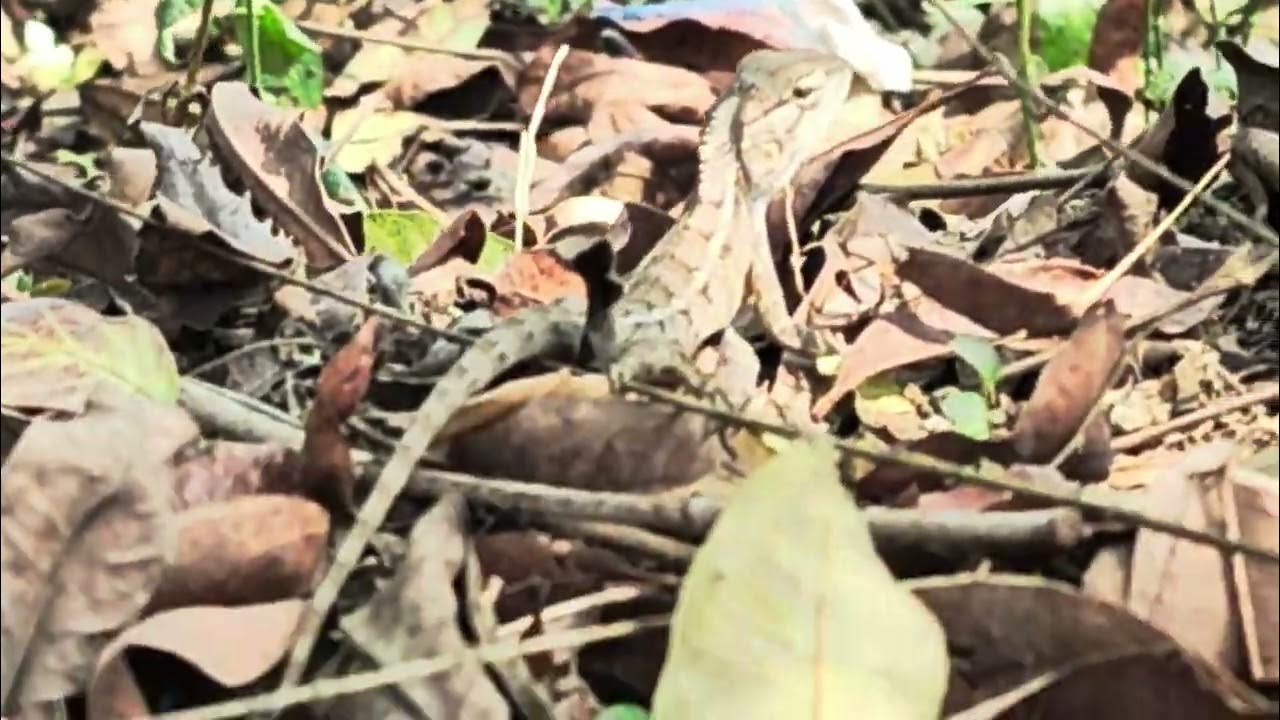 LIZARD 🦎 DRAGON 🐲 TYPE GIRGITI - YouTube