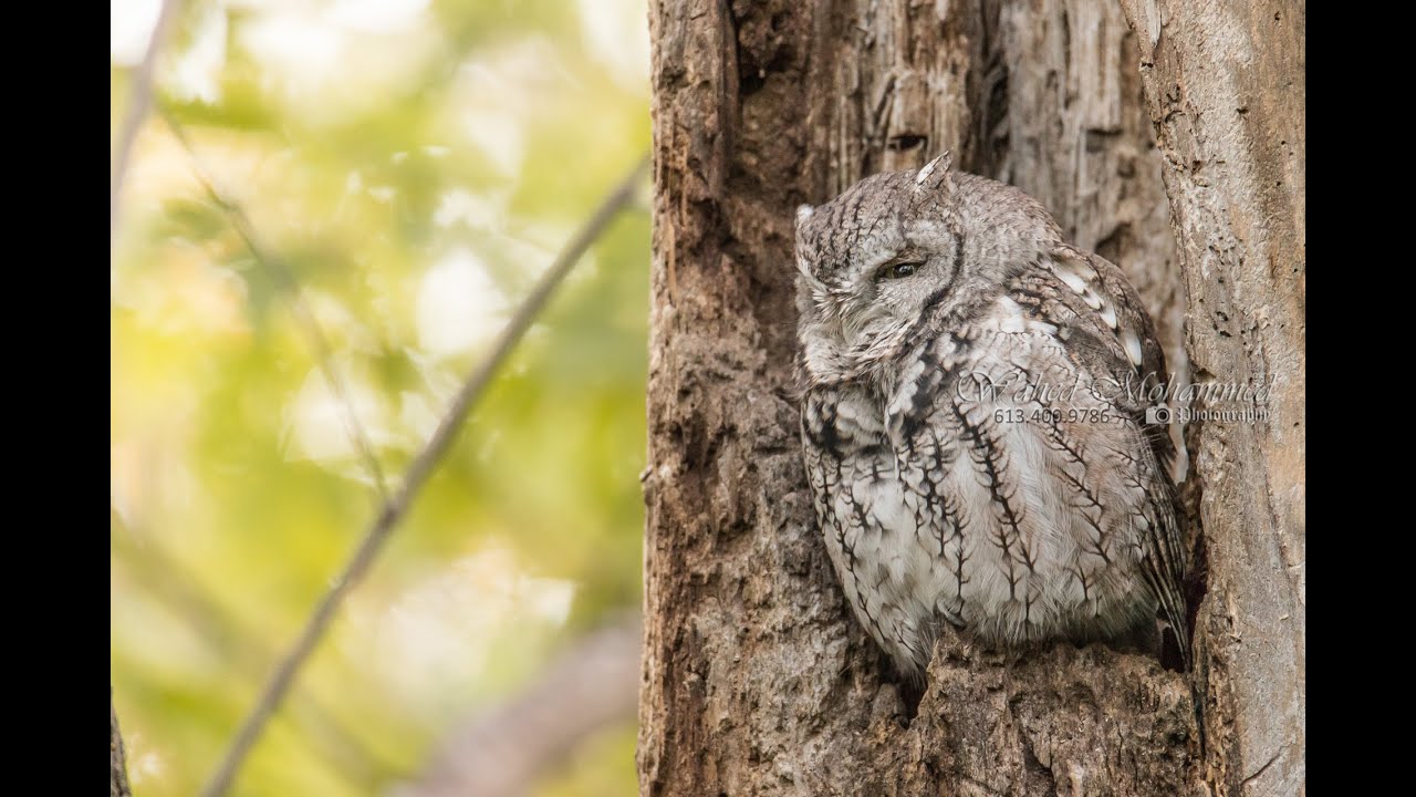 Eastern Screech Owl in Ottawa, Canada - YouTube