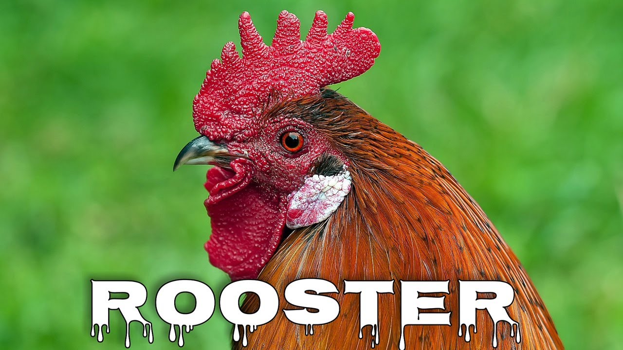 Rooster crow sounds, rooster crowing - YouTube