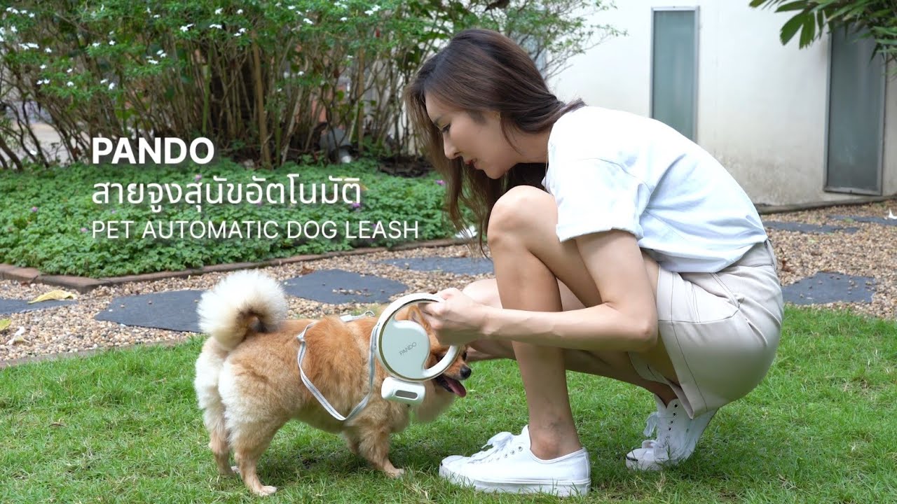 PANDO Pet Automatic Dog Leash แพนโด้ สายจูงสุนัขอัตโนมัติ - YouTube