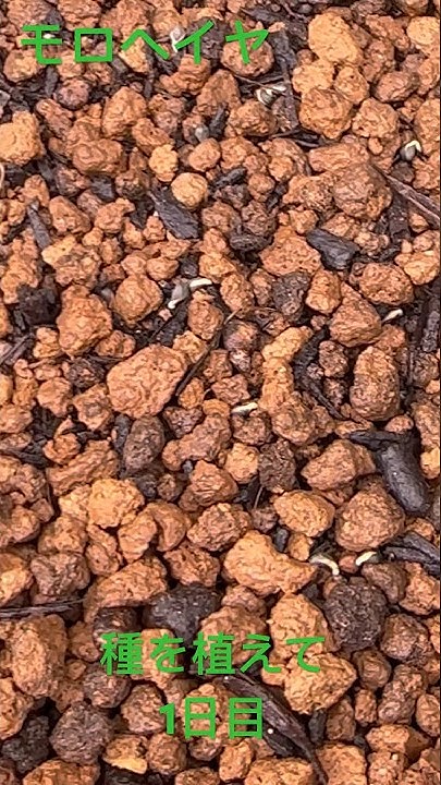 【モロヘイヤ】種を植えて1日目👀 - YouTube