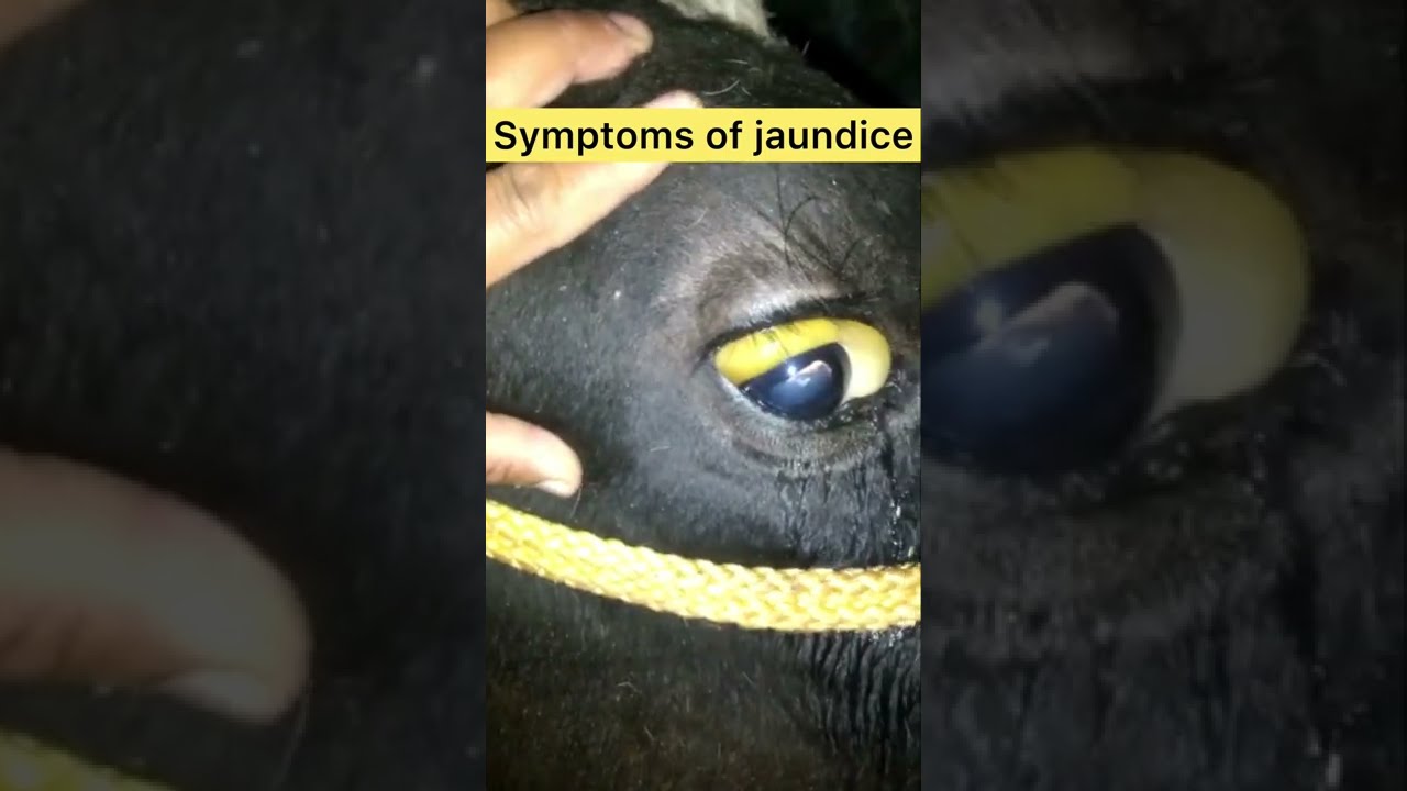 Symptoms of Jaundice in cattle & buffalo l dr umar khan - YouTube