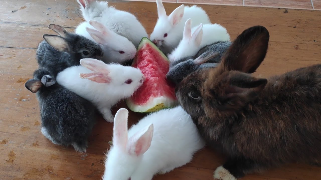 9 cute baby rabbits eat watermelon with their mom - Little Bunny - YouTube