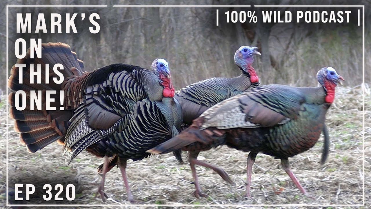 The Trouble With Turkeys w/ Mark Drury | 100% Wild Podcast EP320 - YouTube