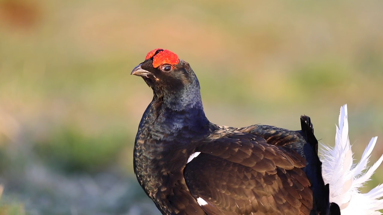Photographing a lek - YouTube