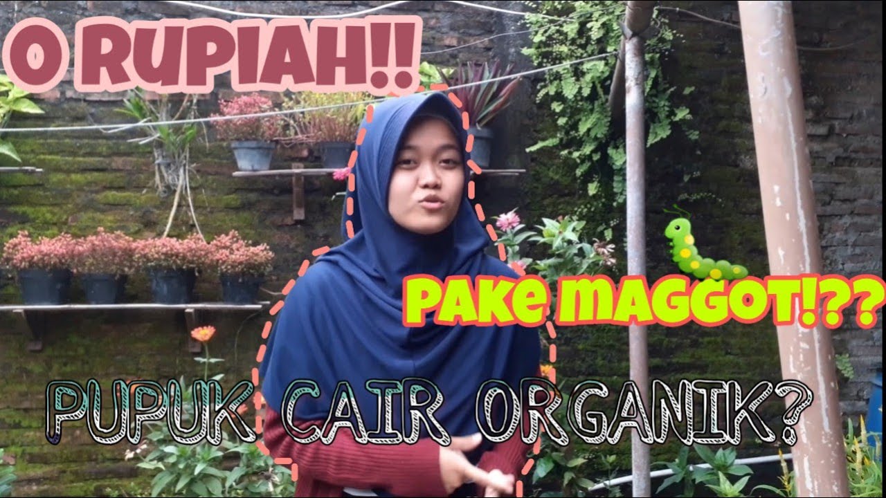 PUPUK ORGANIK CAIR PAKAI MAGGOT? MUDAH DAN IRIT BIAYA! - YouTube