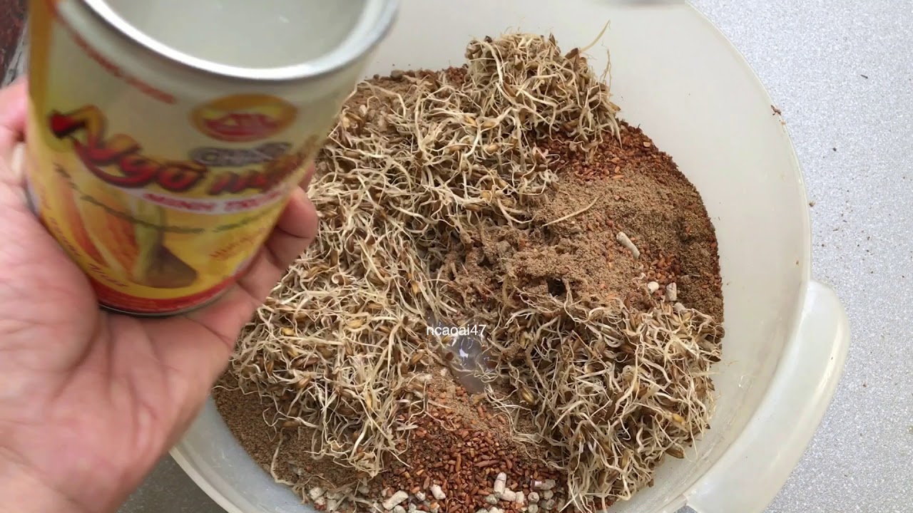 How To Make Integrated Fish Chum Bait In The Lake - DIY Fishing Tips ...