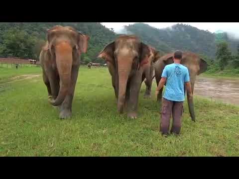 Elephants Stampede To Say Hello To Their Friend | IB Videos - YouTube