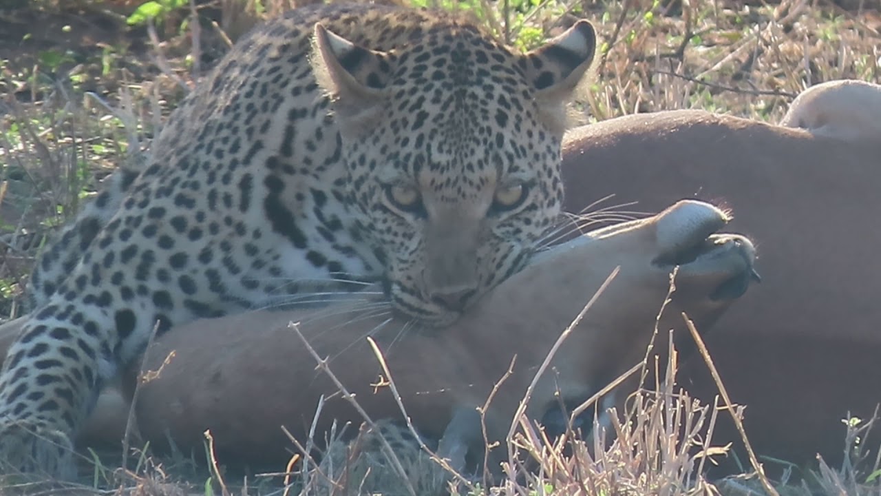 Leopard Death Grip in the Kruger National Park - YouTube