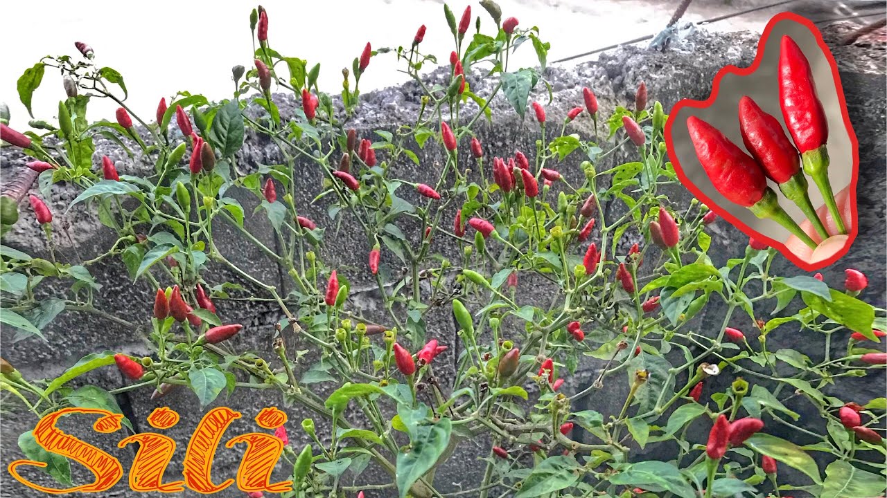 Sili | Chili pepper | Katumbal |Kutikot Harvest | Poblacion, Dumalag ...