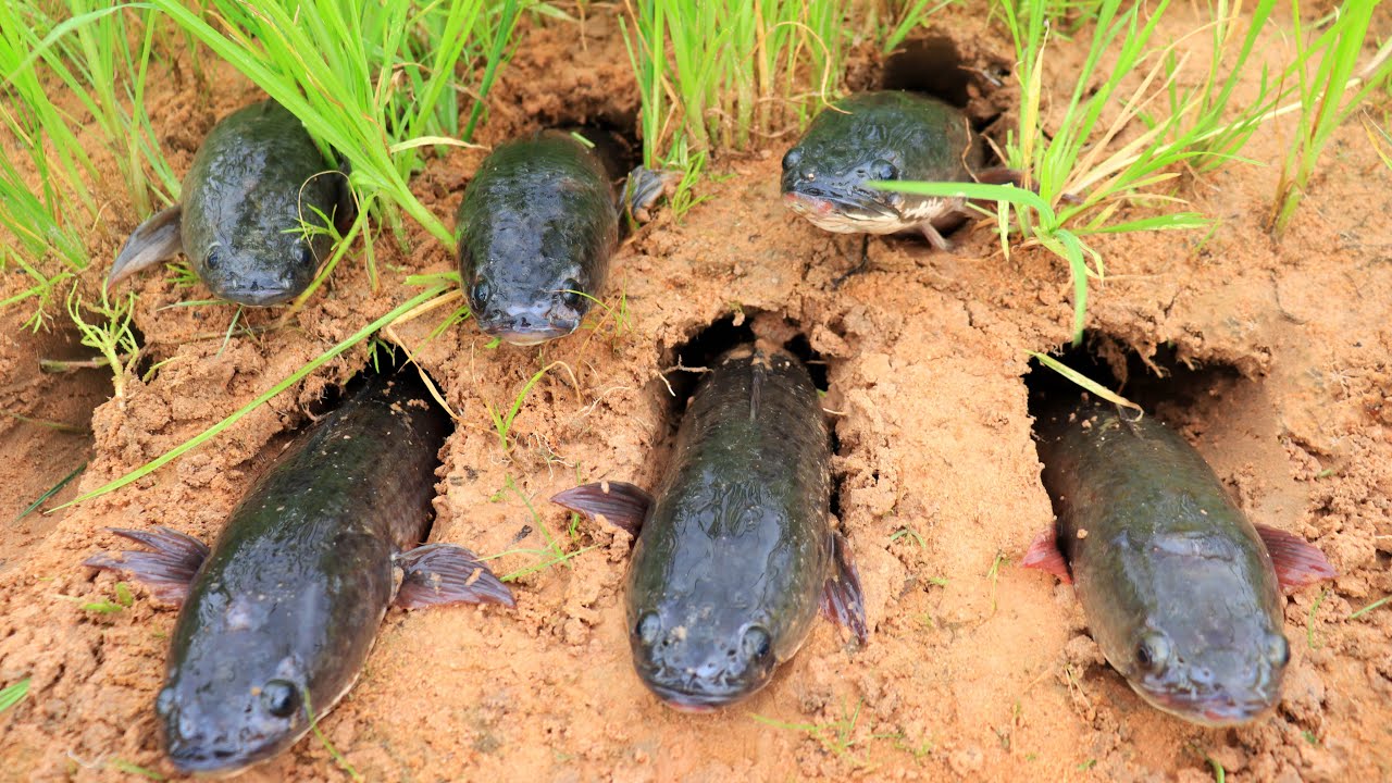 Whoah! Unbelievable! Very Unique Fishing - Dig Underground Hole Found ...
