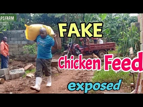 CHICKEN FARMING/ Exposing fake poultry feeds on the Market. How to know ...