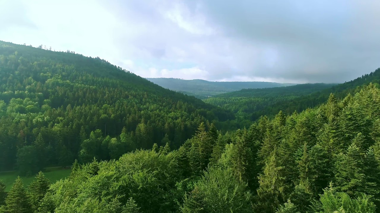 Free HD Stock Footage - No Copyright-Forest/Aerial View/ Nature - YouTube