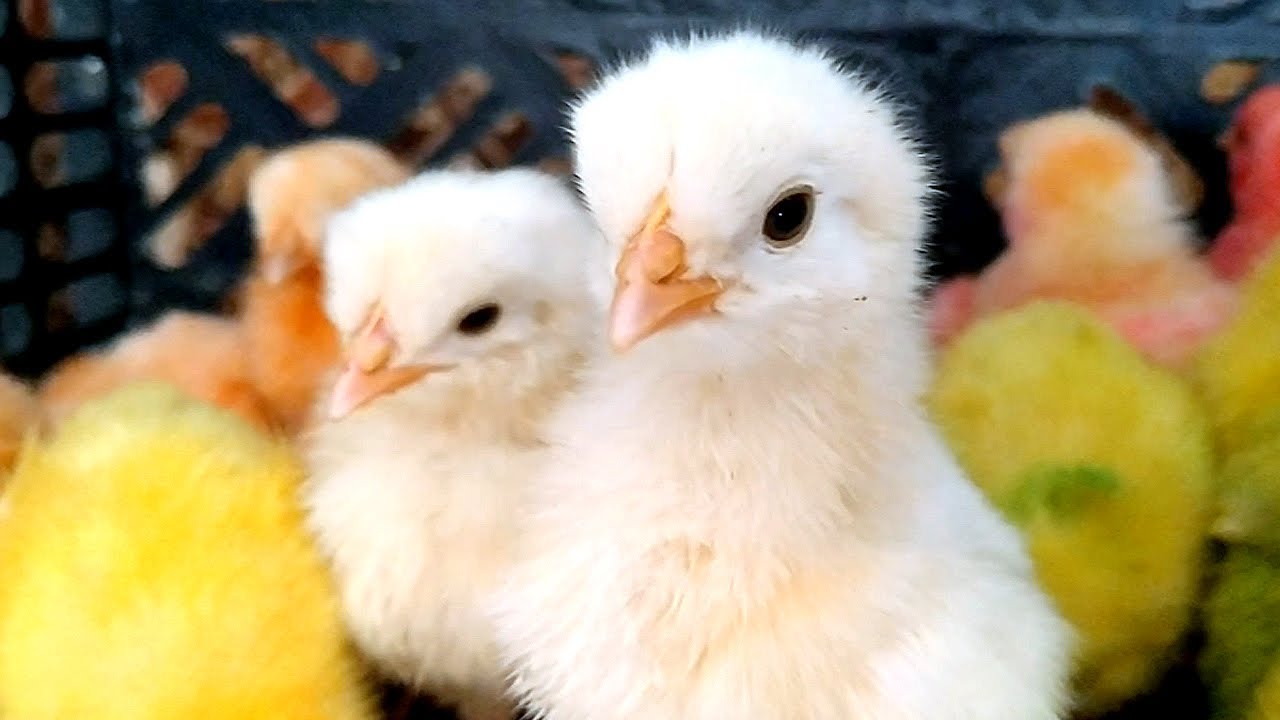Baby Chicks Playing Coco . Baby Chicks Beautiful Smile Feelings. - YouTube