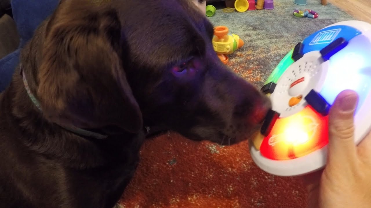 Chocolate Lab Loves Baby Toys! | Clark's Toys #1 - YouTube