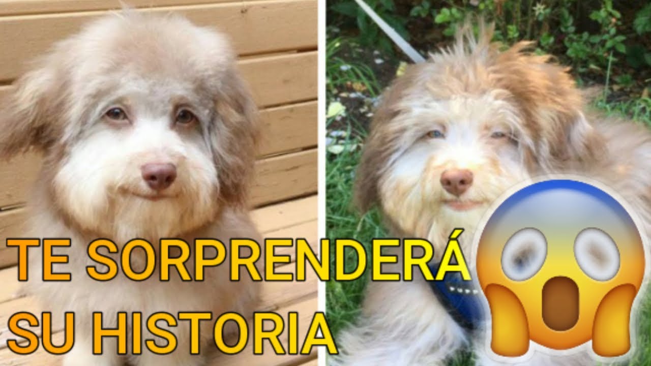 Nori el sorprendente perro con cara humana - YouTube