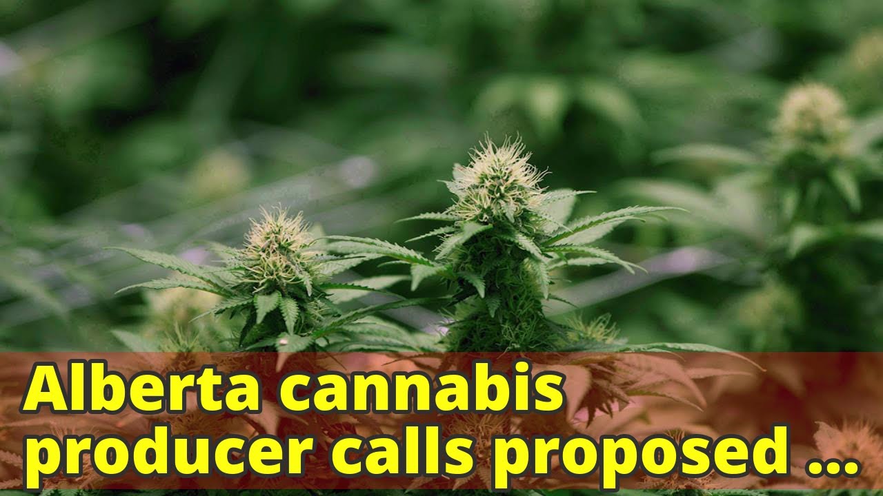 Alberta cannabis producer calls proposed taxation of medical marijuana a ‘major mistake’ - YouTube